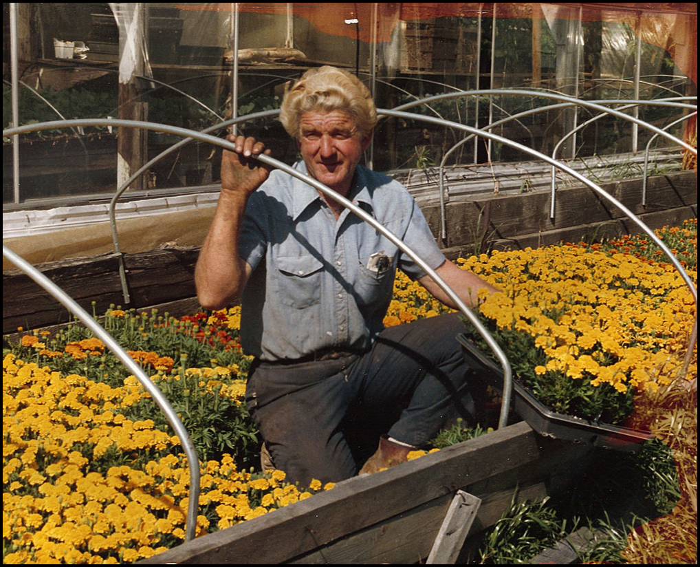 Springdale Farm Market - The History of our Farm