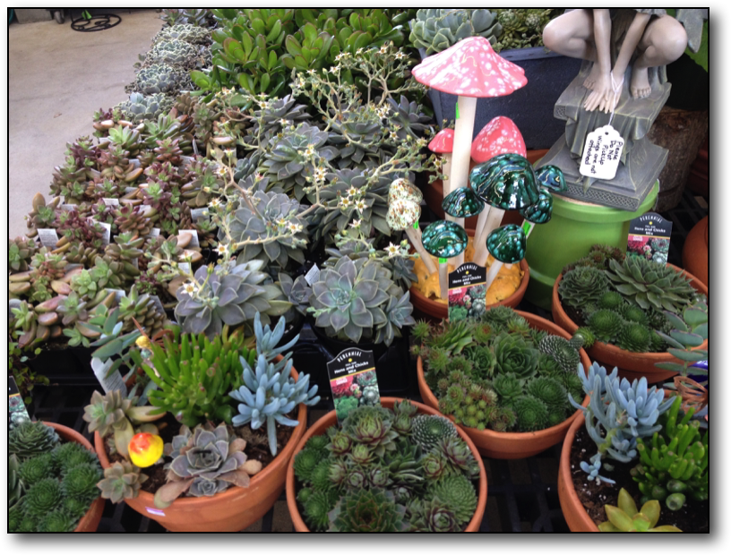 Springdale Farm Market - The Plant Yard